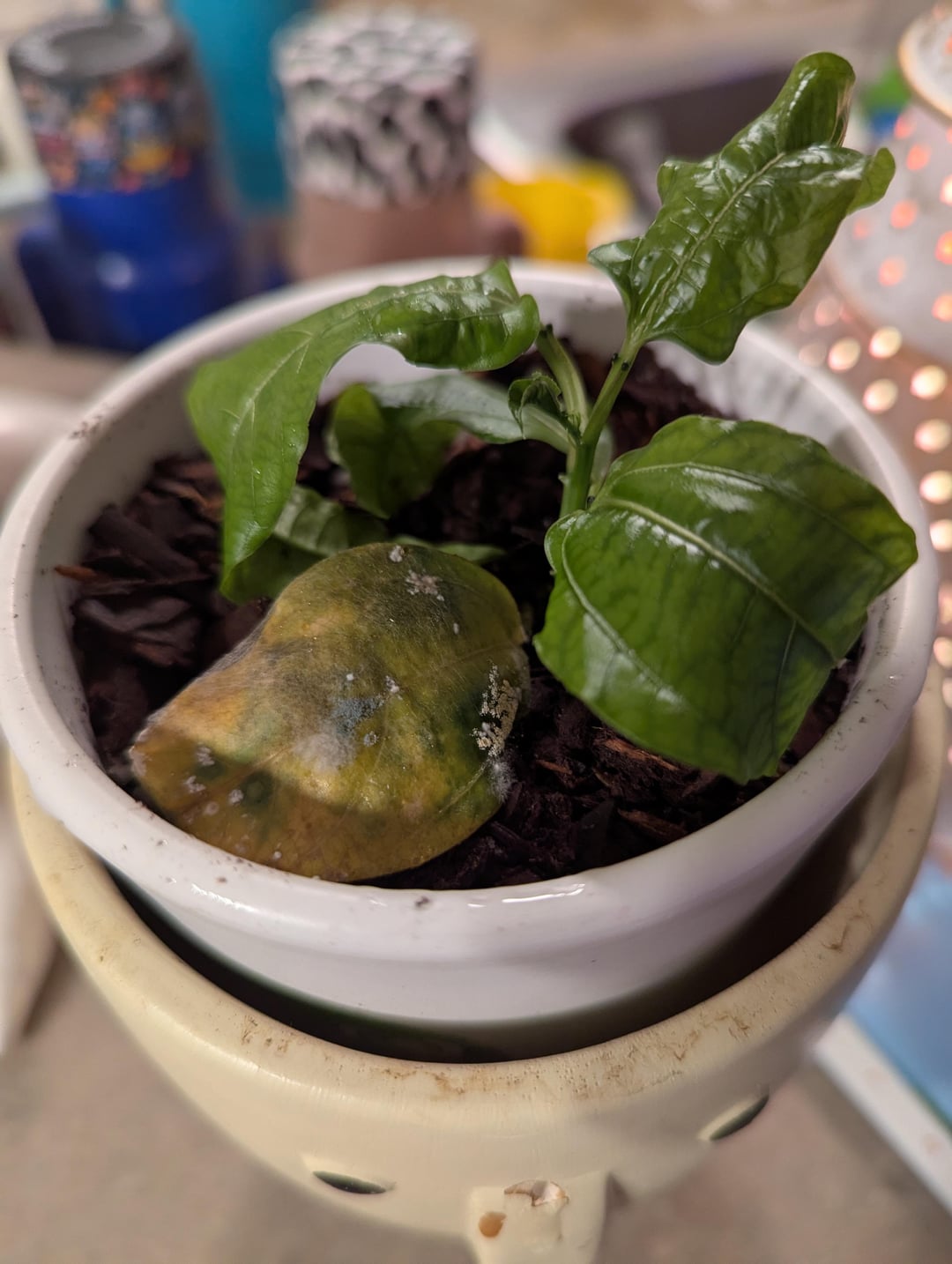 WWDWのパッションフルーツの植物 – All For Garden